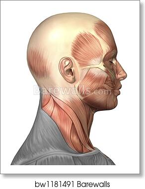 Human Face Anatomy For Artists
