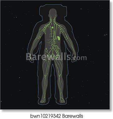 Anatomy of the lymphatic system of an astronaut by Photon Illustration ...