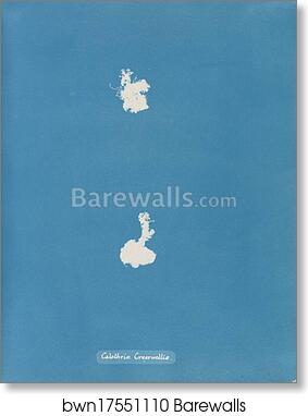 Calothrix Cresswelliae by Anna Atkins, Art Print | Barewalls Posters ...
