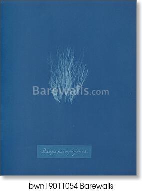 Bangia fusco-purpurea by Anna Atkins, Art Print | Barewalls Posters ...