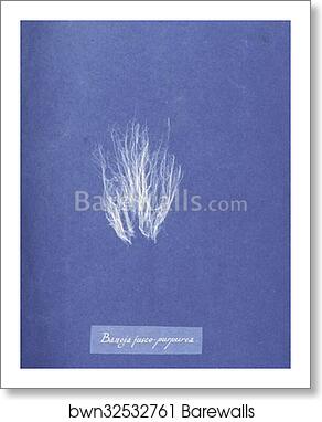 Bangia fusco-purpurea by Anna Atkins, Art Print | Barewalls Posters ...