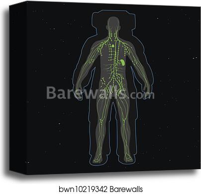 Anatomy of the lymphatic system of an astronaut by Photon Illustration ...